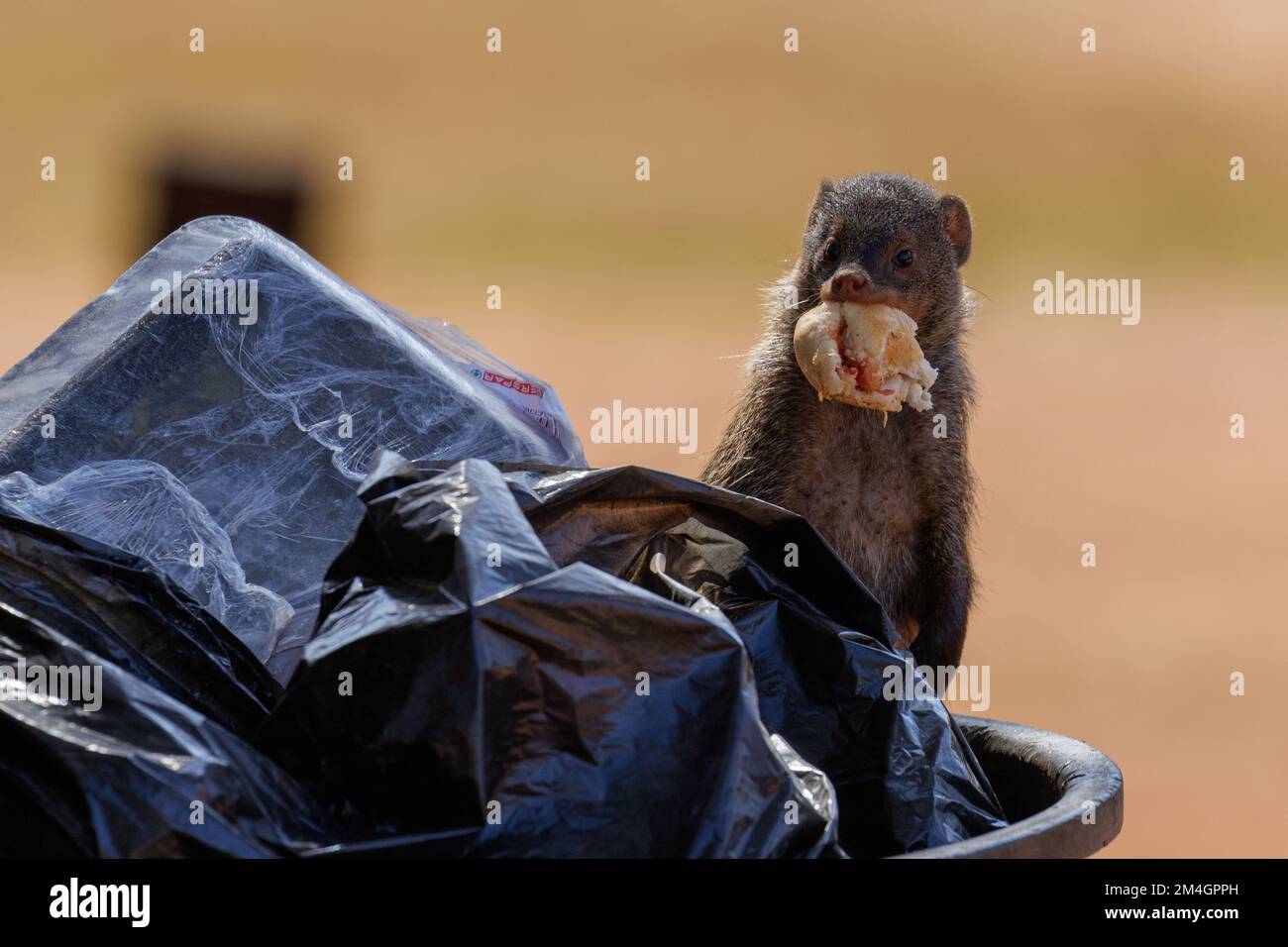 A banded mongoose with some human food in its mouth from a rubbish bin ...