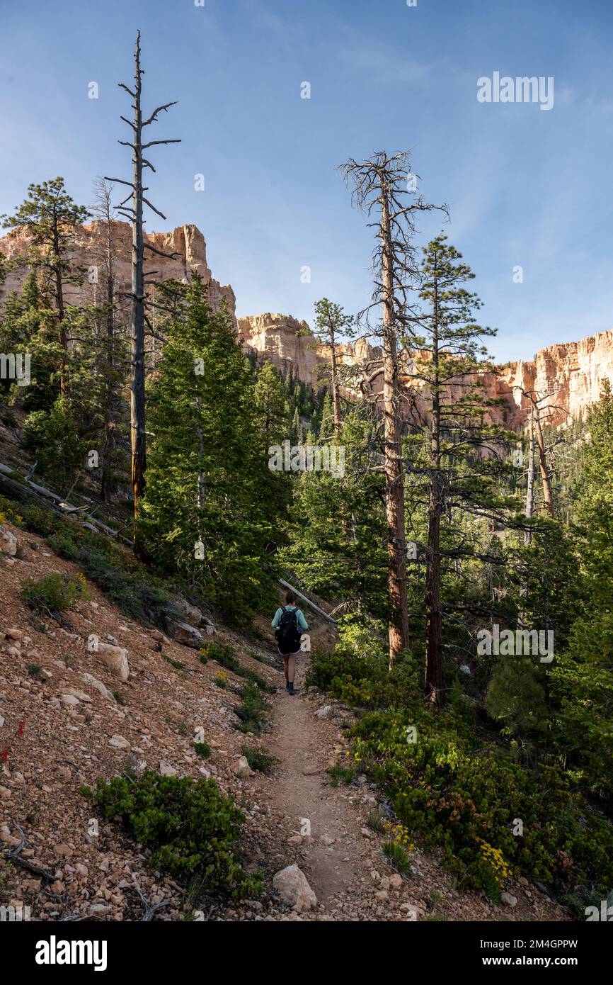 Woman Hikes the Riggs Spring Loop in Bryce Canyon National Park Stock ...