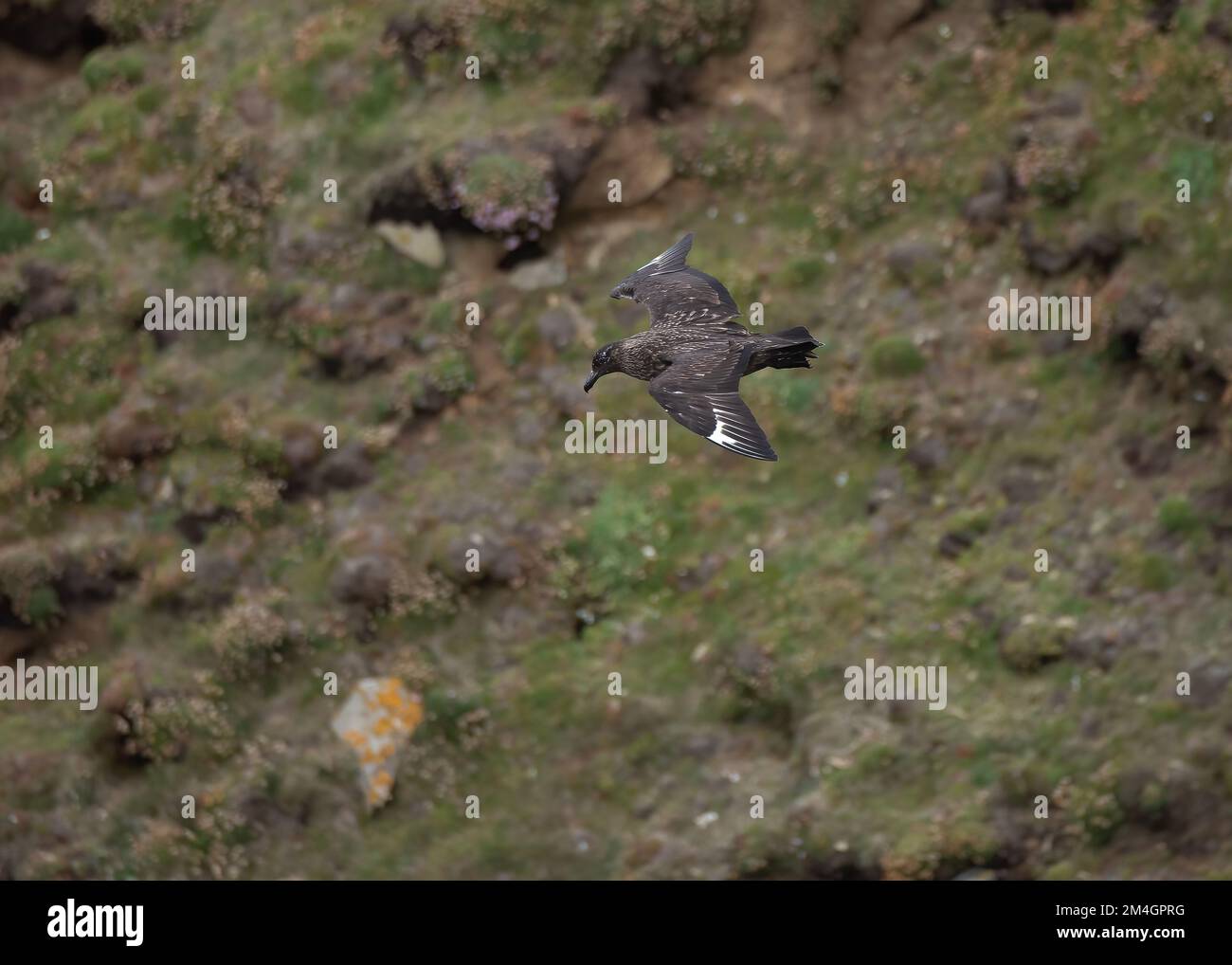 Great Skua (Stercorarius skua), (Bonxie), riding the updraught ...