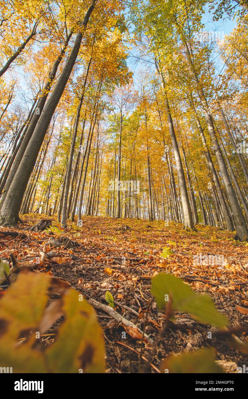 Red and orange warm sun illuminates the orange-red forest and forest ...