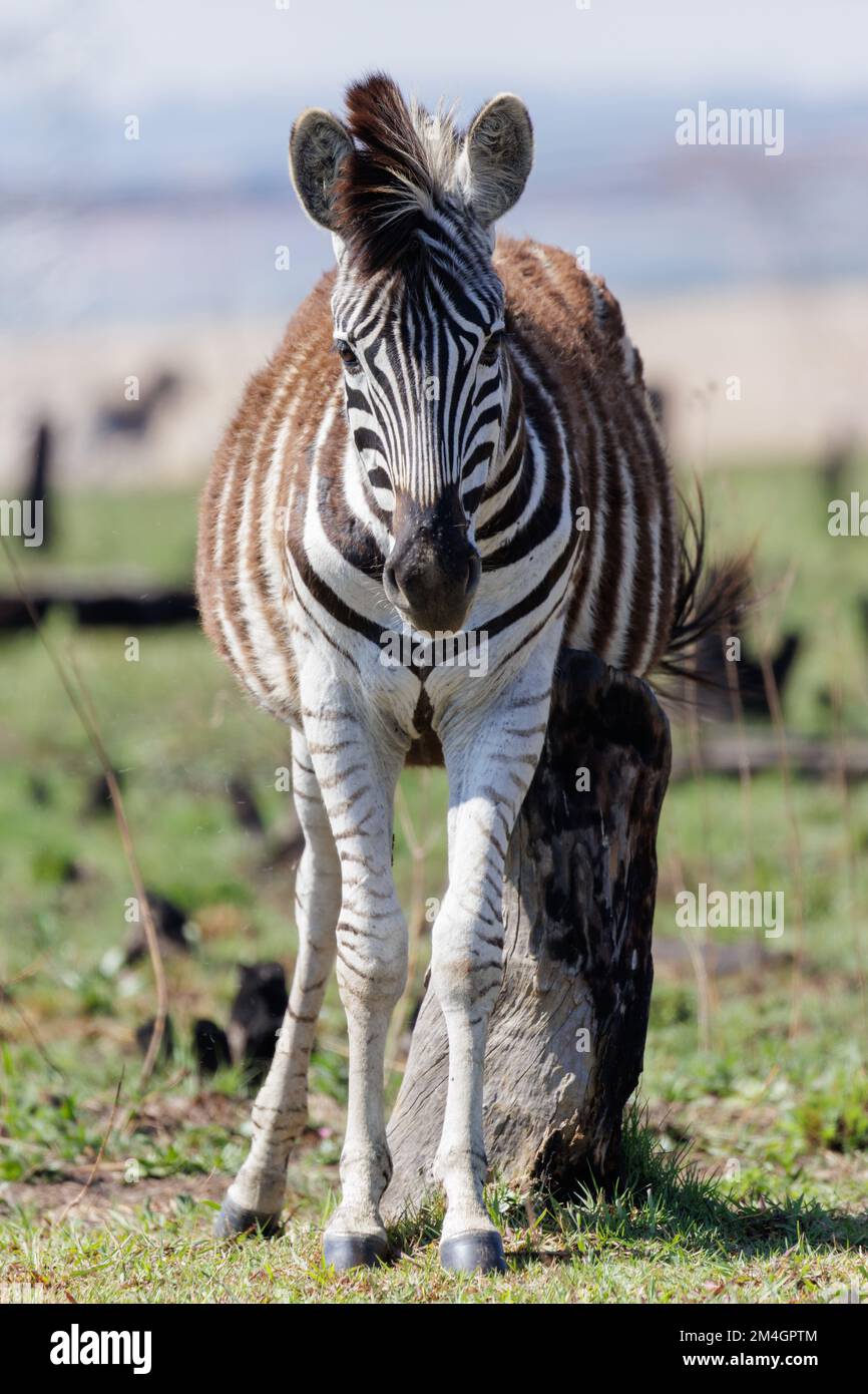 Scratching zebra hi-res stock photography and images - Alamy