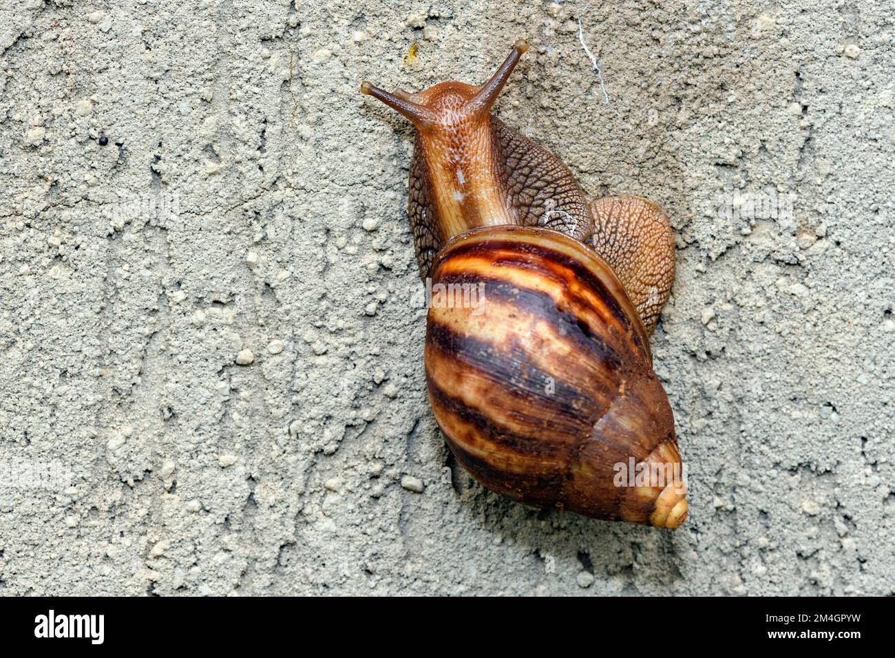 Terrestrial gastropod mollusc (Acanthina sp., A. smithii?) from Zimanga ...