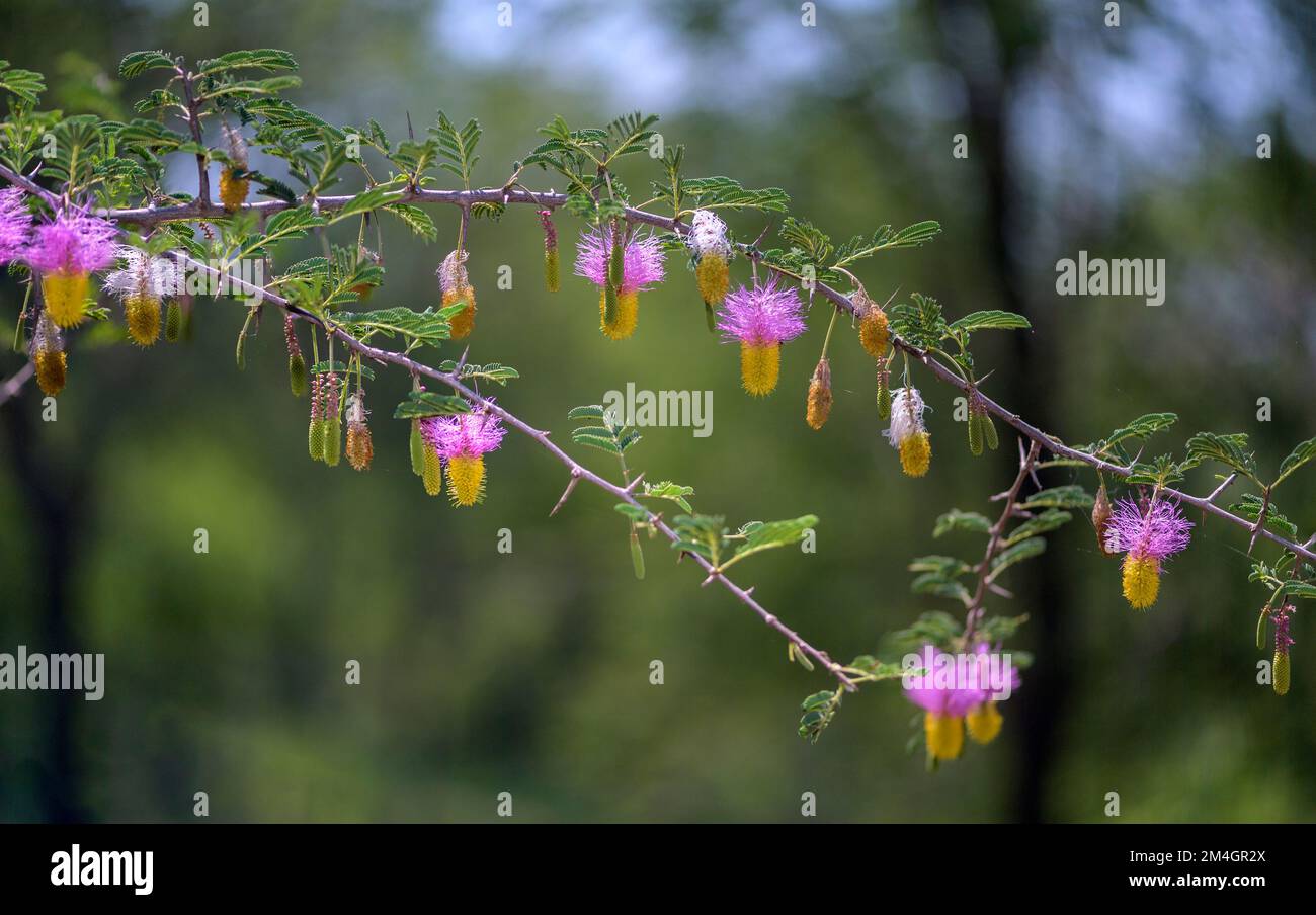 Flower of the sicklebush (Dichrostachys cinerea) at Zimanga, South ...