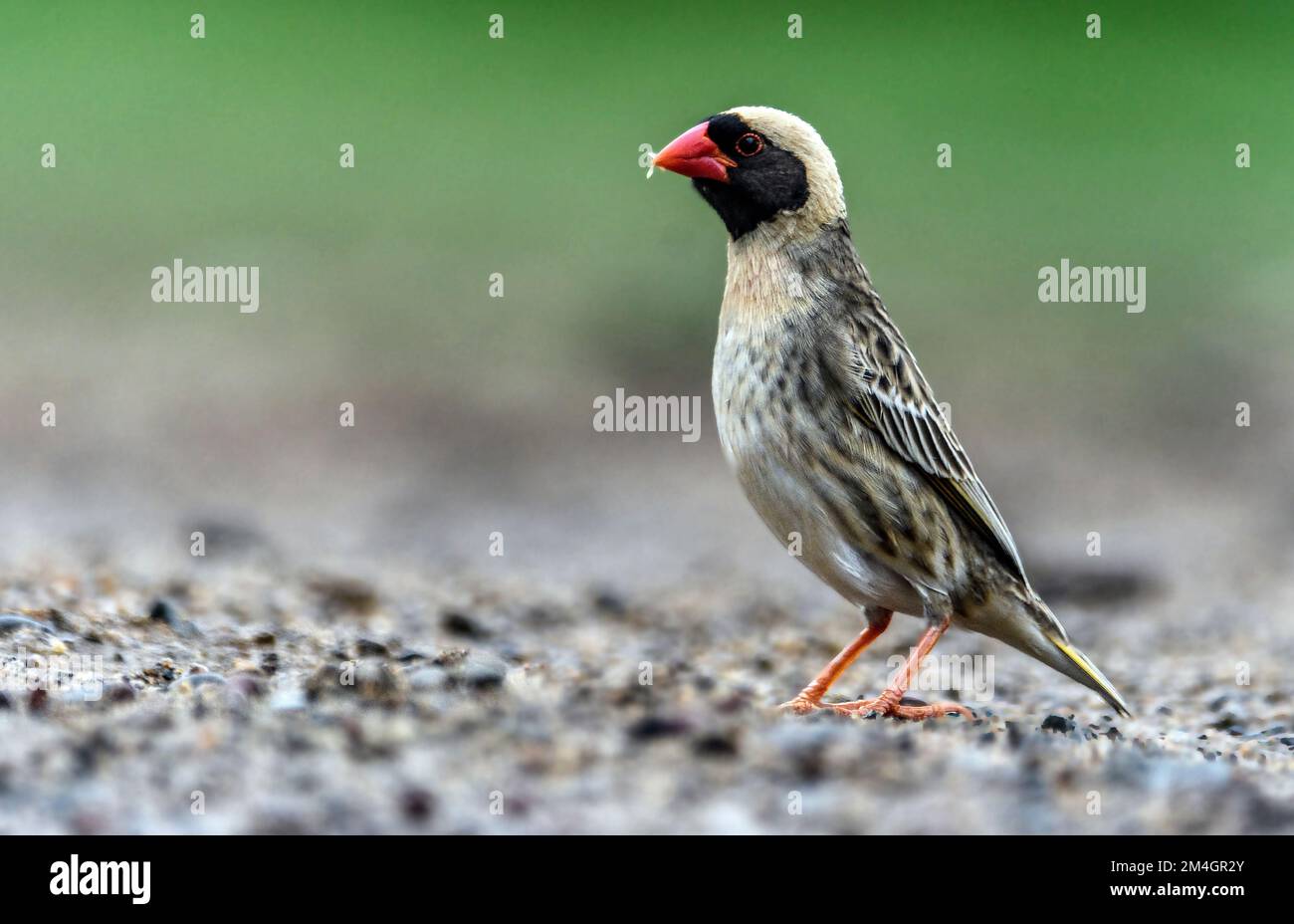 Red-billed quelea (Quelea quelea, male) from Zimanga, South-Africa Stock Photo - Alamy
