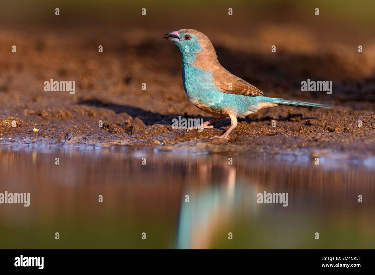 Southern cordonbleu (blue waxbill) (Uraeginthus angolensis) from ...