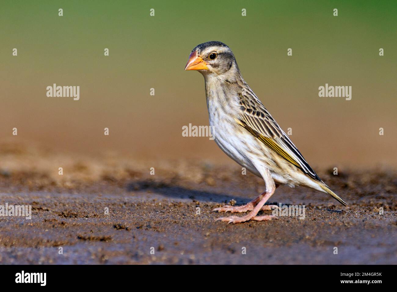 Red-billed quelea (Quelea quelea, female) from Zimanga, South-Africa Stock Photo - Alamy