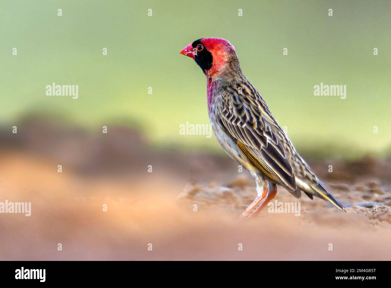 Red-billed quelea (Quelea quelea, breeding male) from Zimanga, South ...