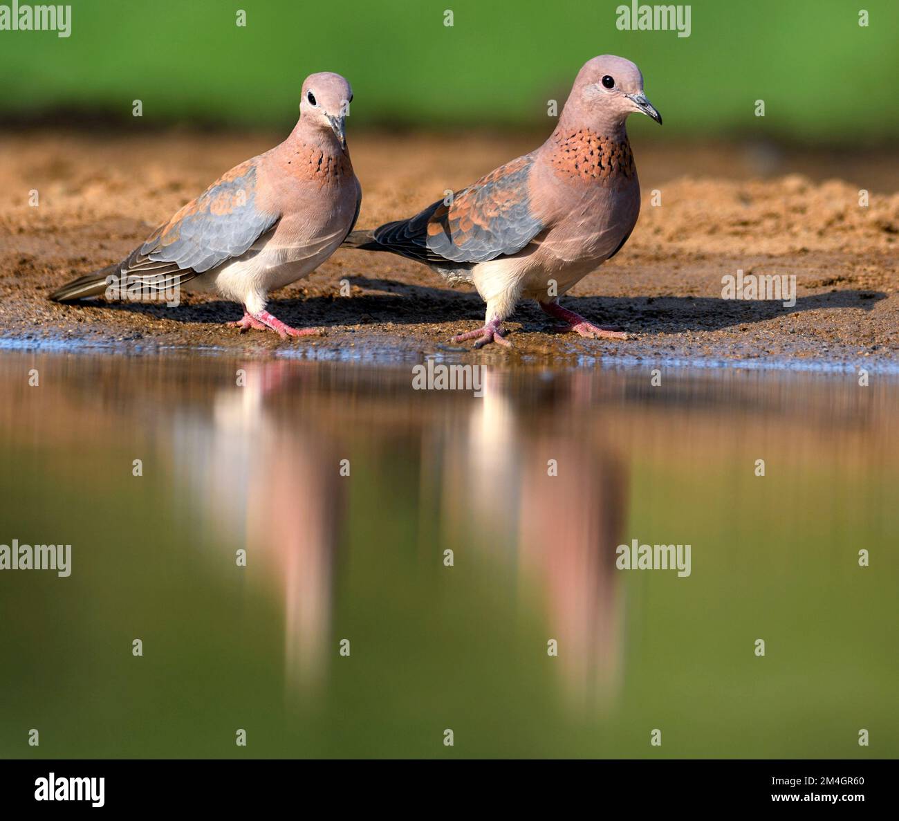 Laughing doves (Streptopelia senegalensis) from Zimanga, South Africa ...