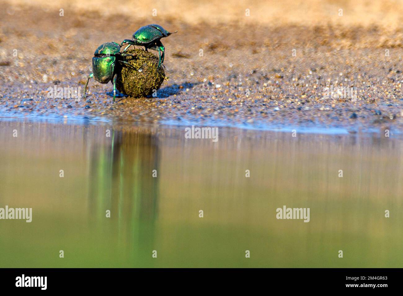 Green dung beetle (Probably Garreta nitens) from Zimanga, South Africa ...