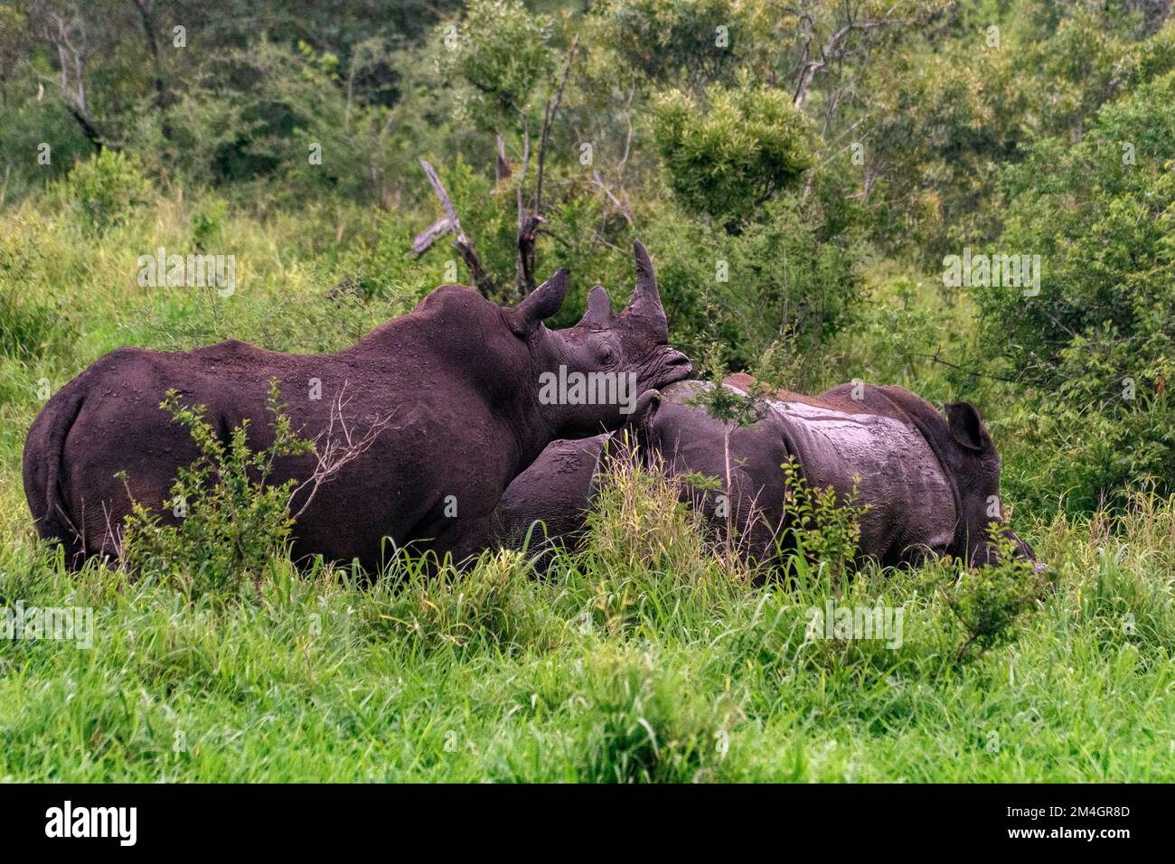 White rhinoceros (Ceratotherium simum) from Zimanga Private Reserve ...