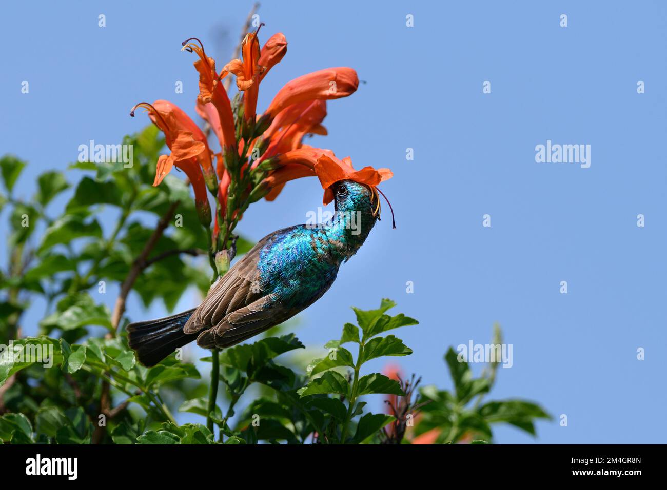 White-bellied sunbird (Cinnyris talatala, male) feeding at Zimanga ...