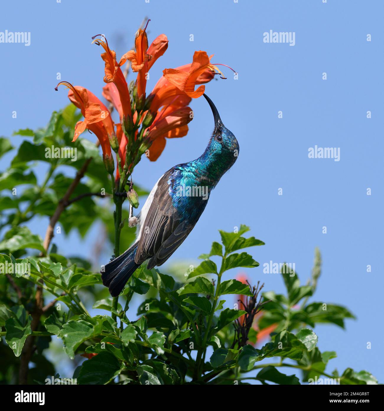 White-bellied sunbird (Cinnyris talatala, male) feeding at Zimanga ...