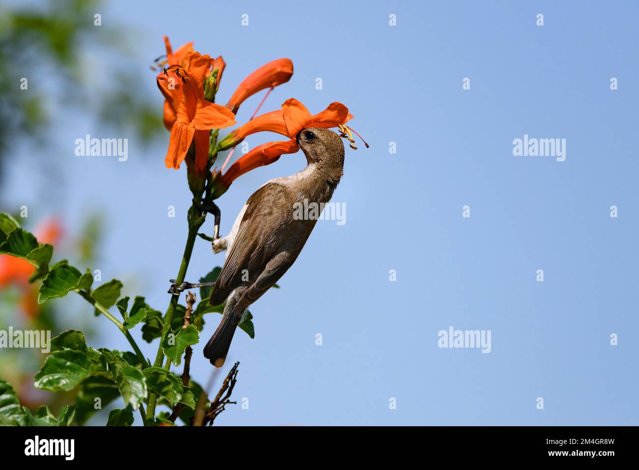 White-bellied sunbird (Cinnyris talatala, female) feeding at Zimanga ...