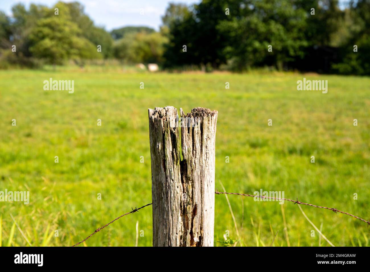 single rotting wooden fence post with barbed wire on a landscape meadow ...