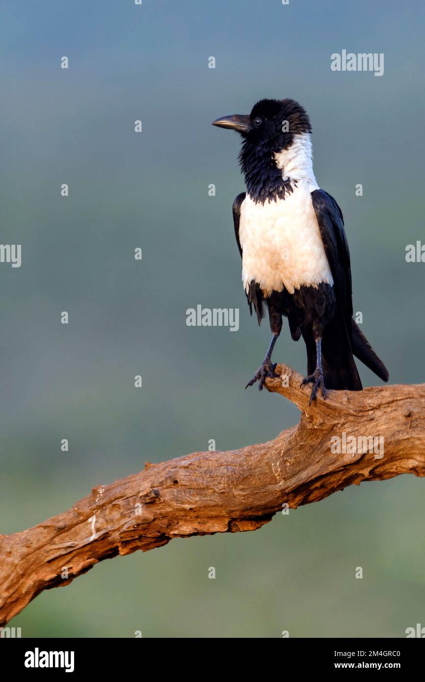 Pied crow (Corvus albus) from Zimanga, South Africa Stock Photo - Alamy