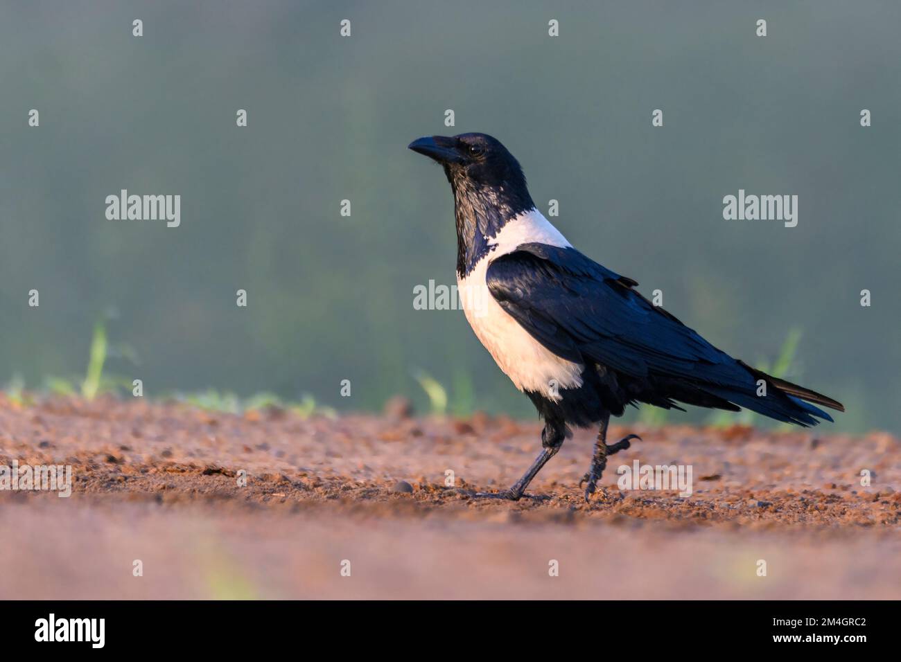 Pied crow (Corvus albus) from Zimanga, South Africa Stock Photo - Alamy
