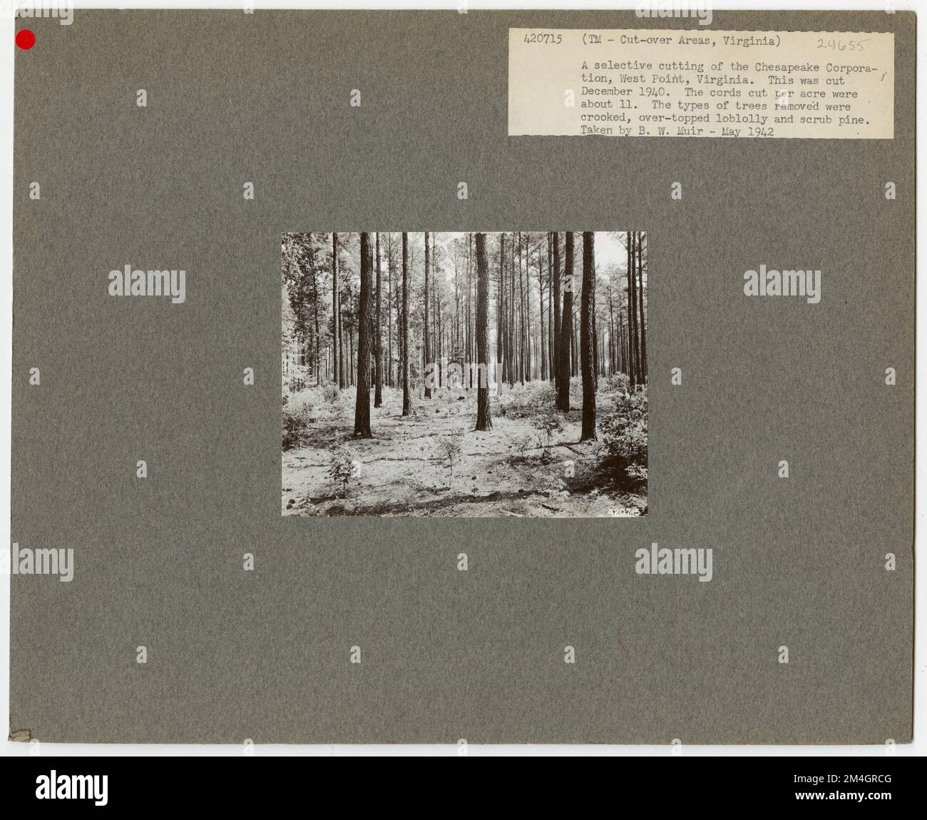 Timber Management - Partial Cutting - Virginia. Photographs Relating to ...