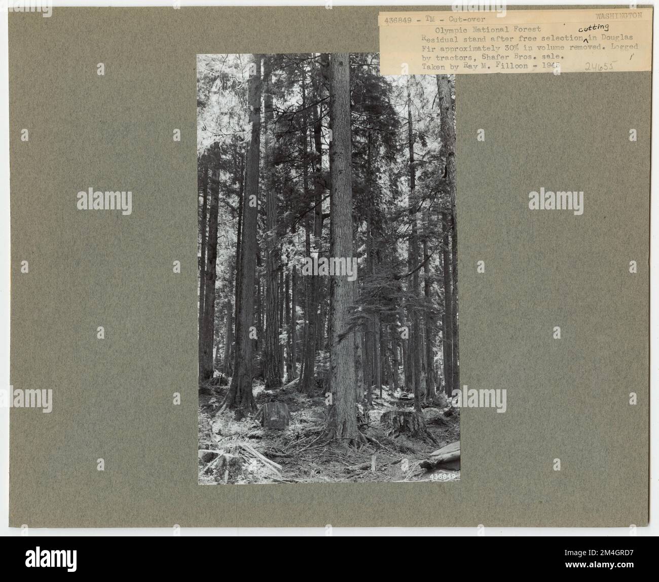 Timber Management - Partial Cutting - Washington. Photographs Relating ...