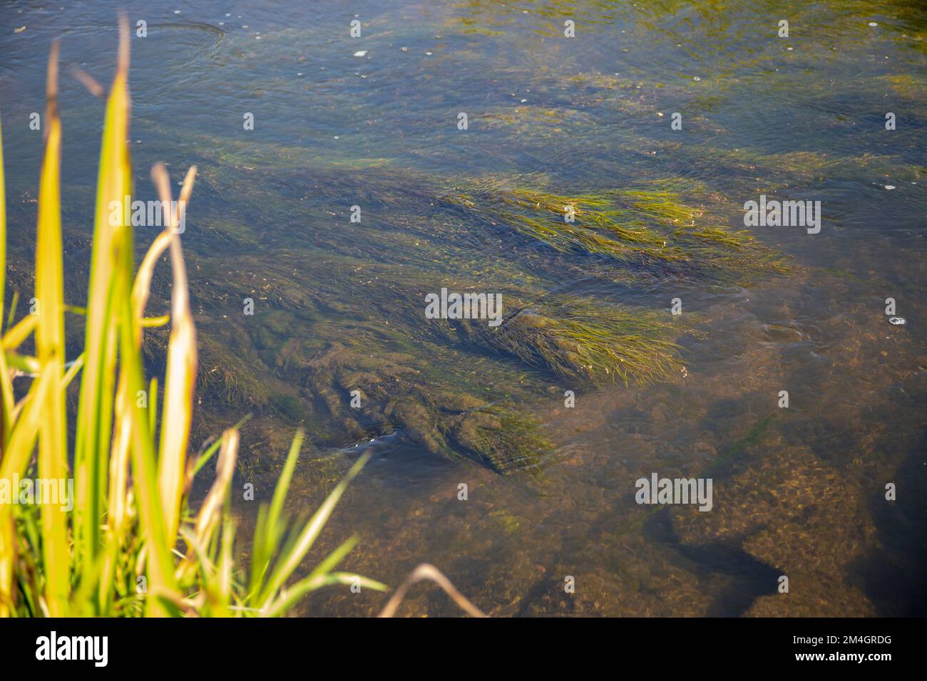Colorful seagrass hi-res stock photography and images - Alamy