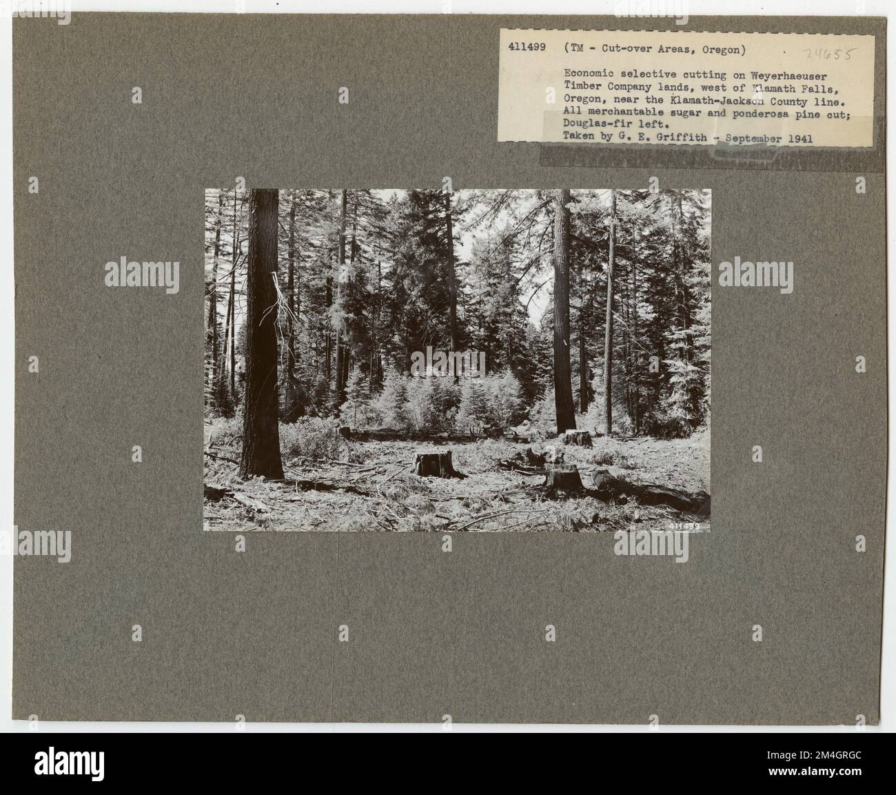 Timber Management - Partial Cutting - Oregon. Photographs Relating to ...