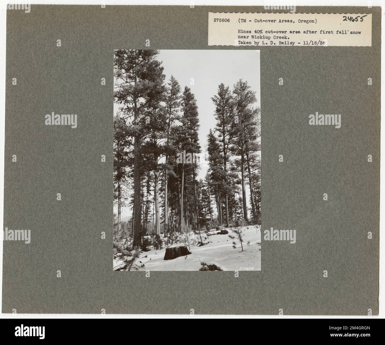 Timber Management - Partial Cutting - Oregon. Photographs Relating to ...