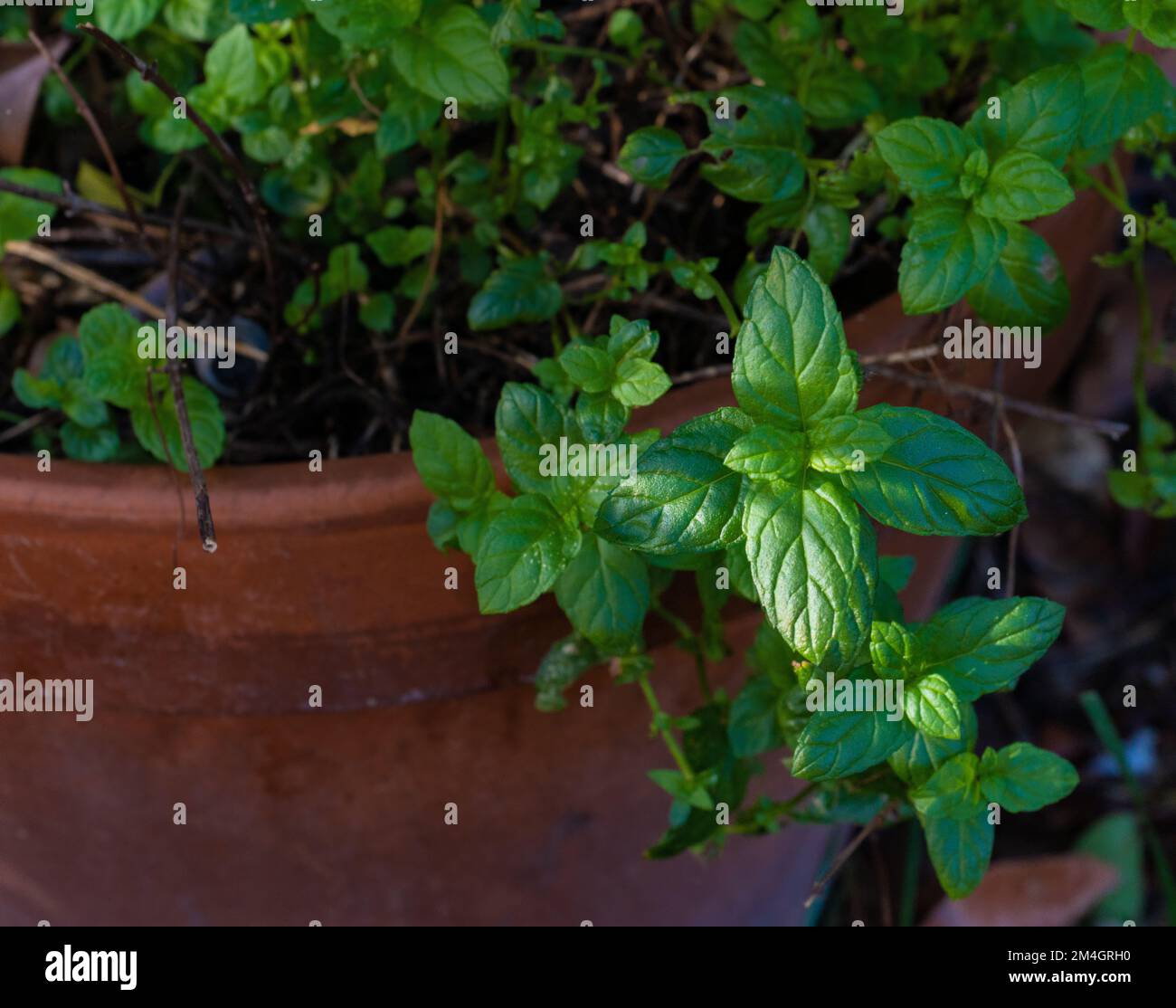 A close-up shot of green leaves of a Peppermint plant in a big pot ...