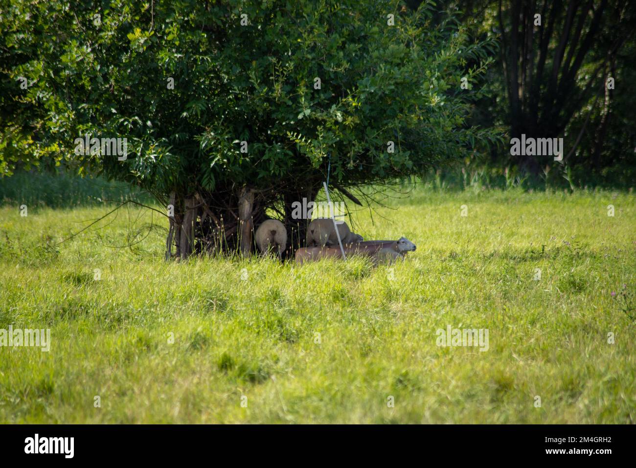 Sheep under a tree that gives shade on a meadow Stock Photo - Alamy