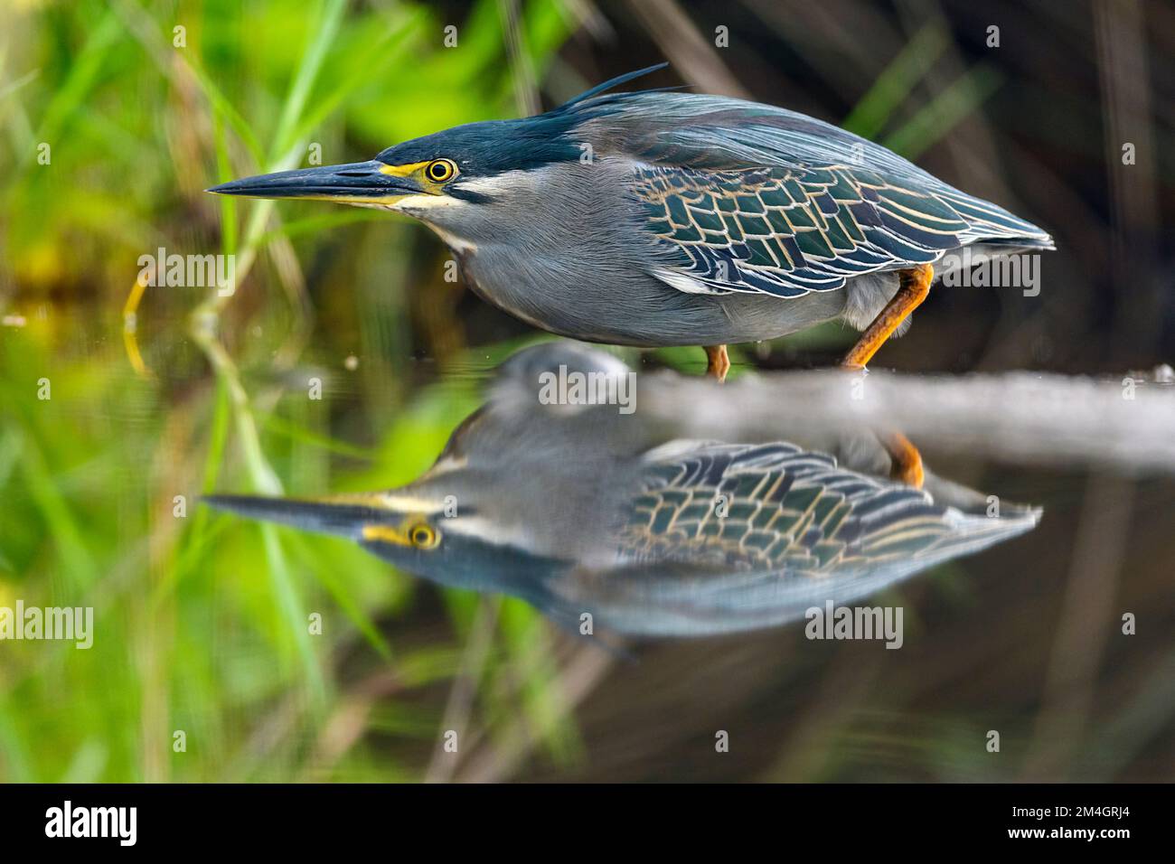 Striated heron (Butorides striata) from Zimanga, South Africa Stock ...