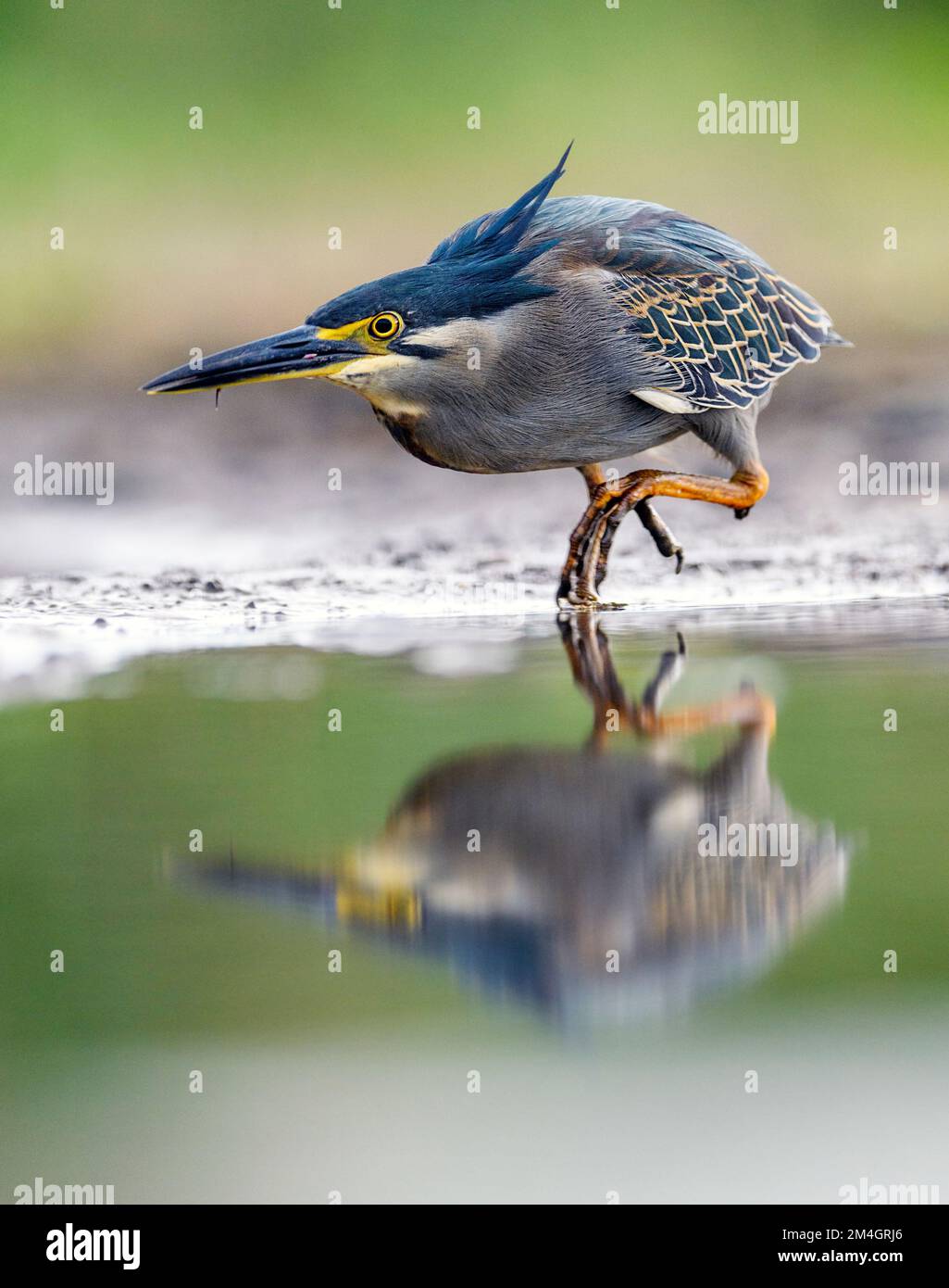 Striated heron (Butorides striata) from Zimanga, South Africa Stock ...