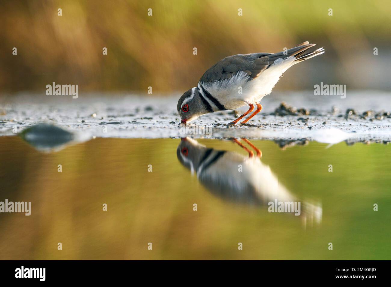 The three-banded Plover (Charadrius tricolaris) from Zimanga, South ...