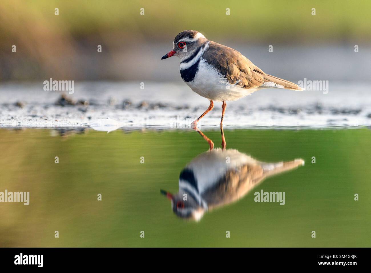 The three-banded Plover (Charadrius tricolaris) from Zimanga, South ...