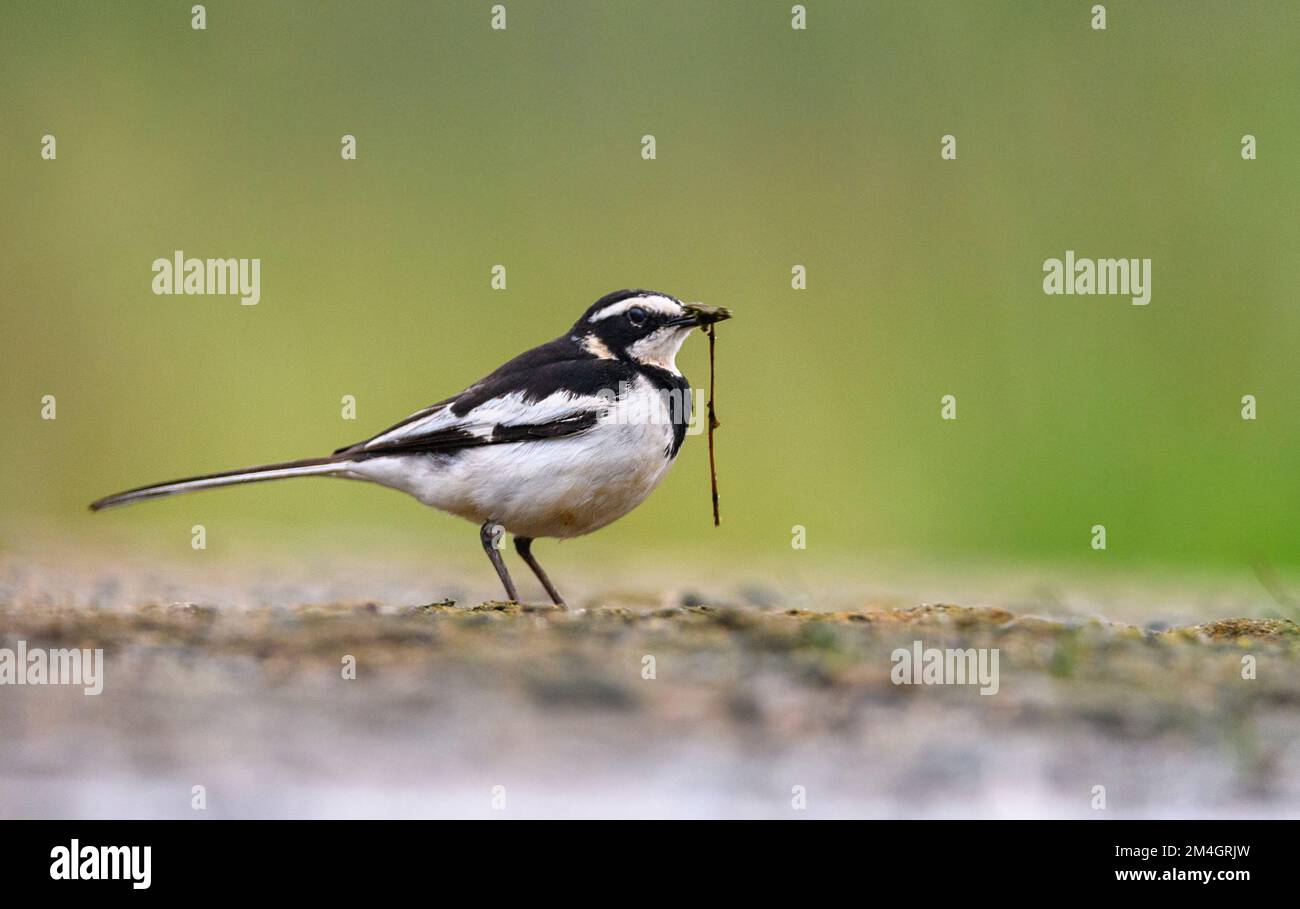 African wagtail (Motacilla aguimp) from Zimanga, South Africa Stock Photo - Alamy