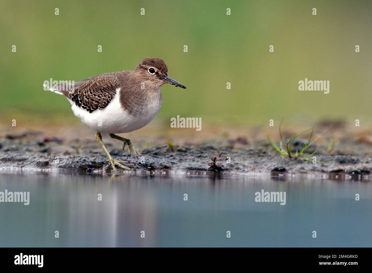 Common sandpiper (Actitis hypoleucos) from Zimanga, South Africa Stock ...
