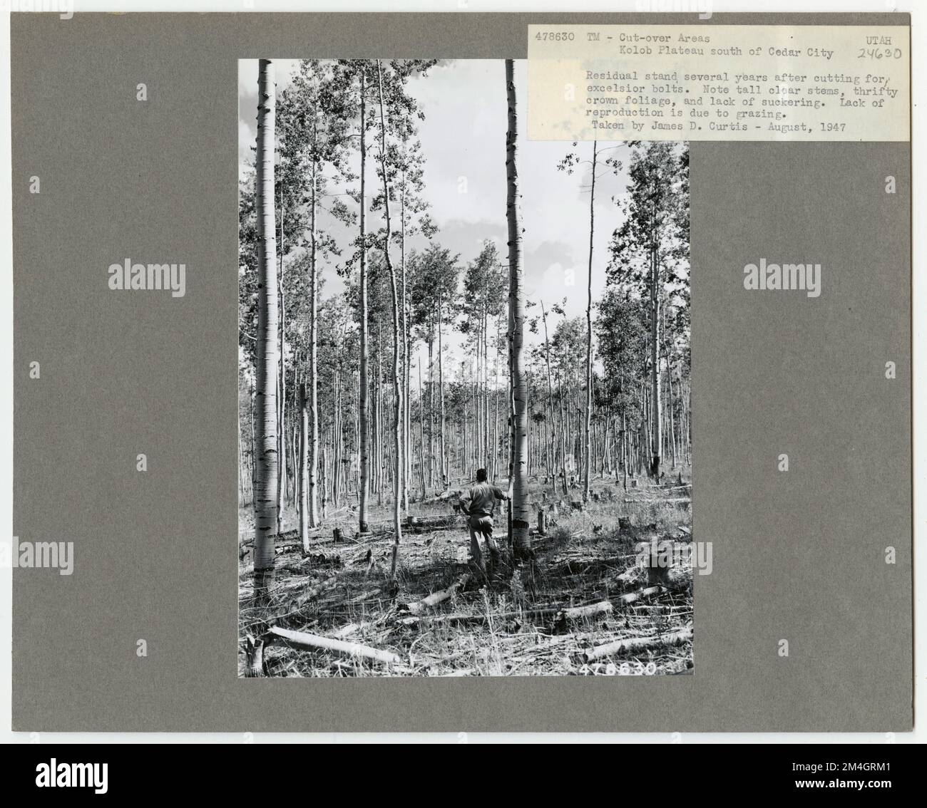 Timber Management - Partial Cutting - Utah. Photographs Relating to ...