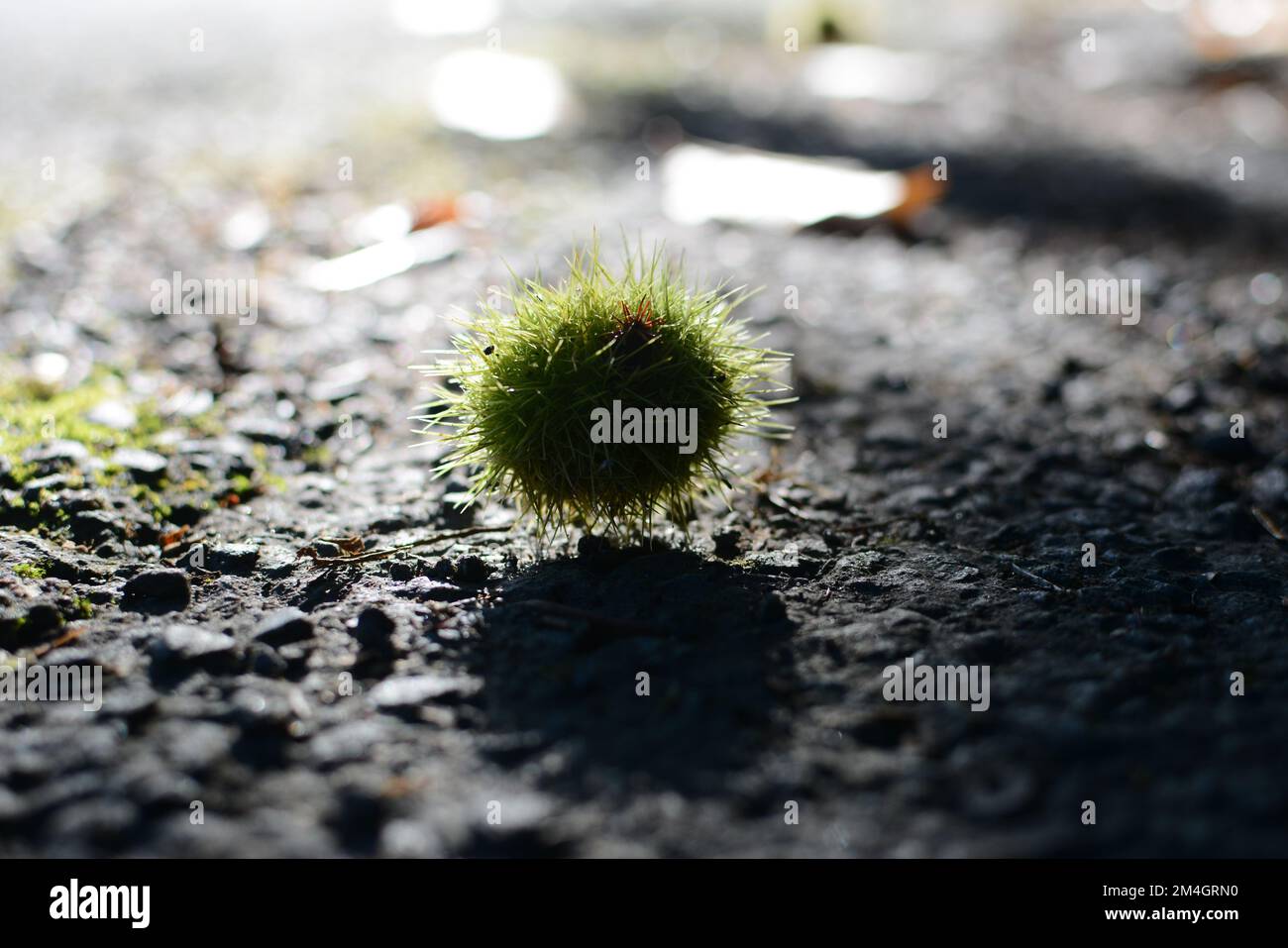 Sweet Chestnut Shell Stock Photo - Alamy