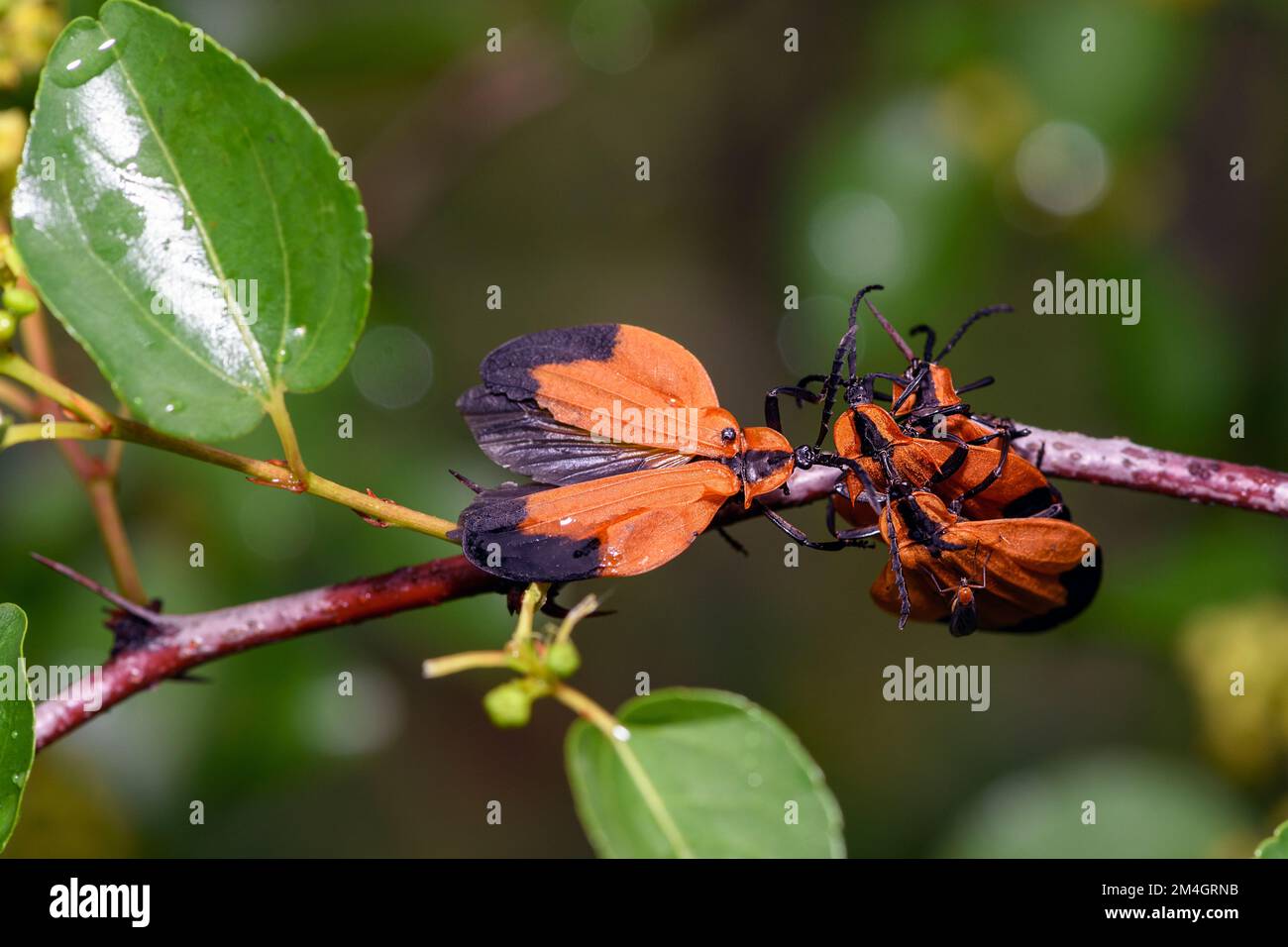 Hook-winged net-winged beetles (Lycus melanurus) probably mating. Photo ...