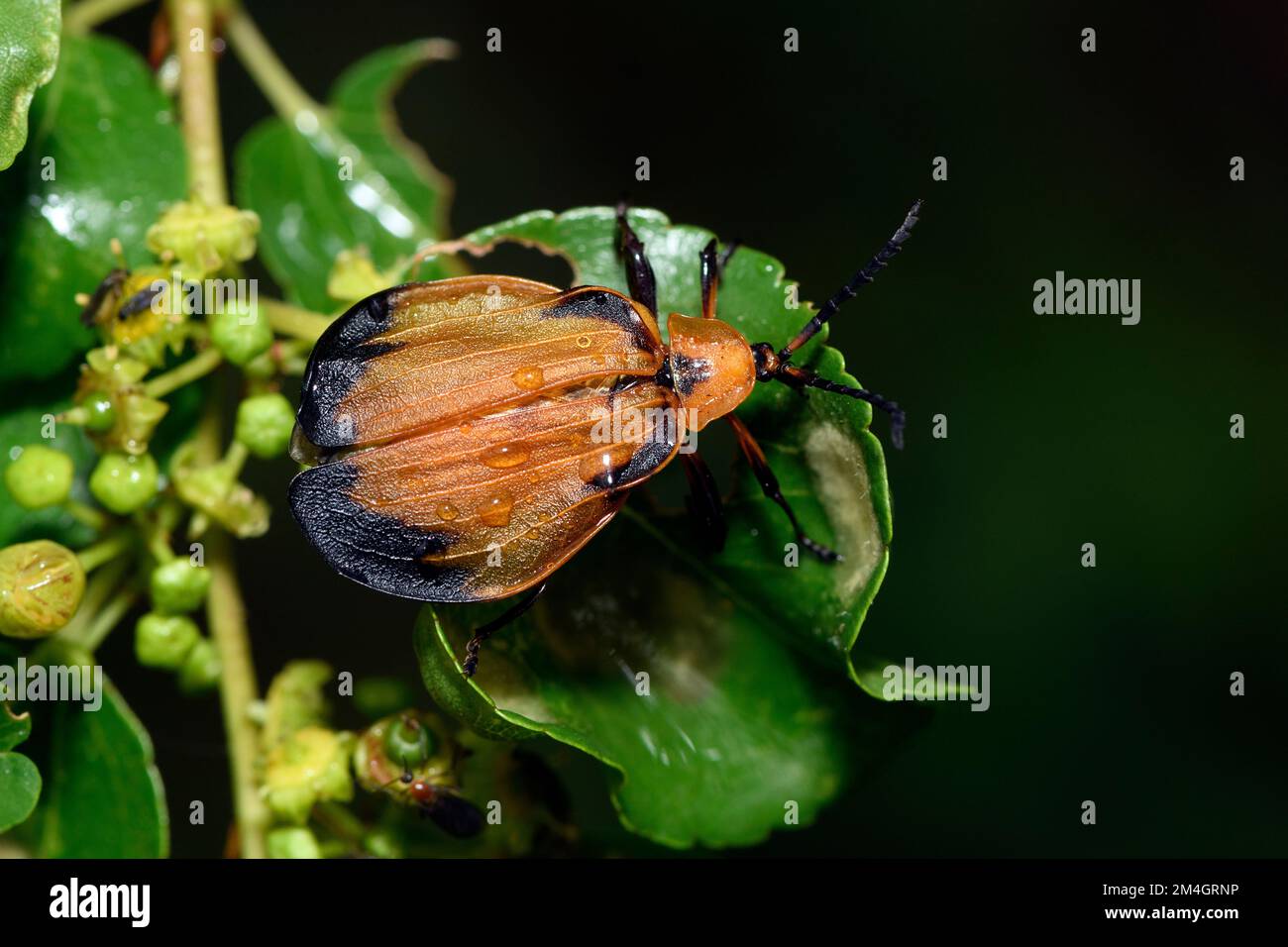Hook-winged net-winged beetle (Lycus melanurus) from Zimanga, South ...