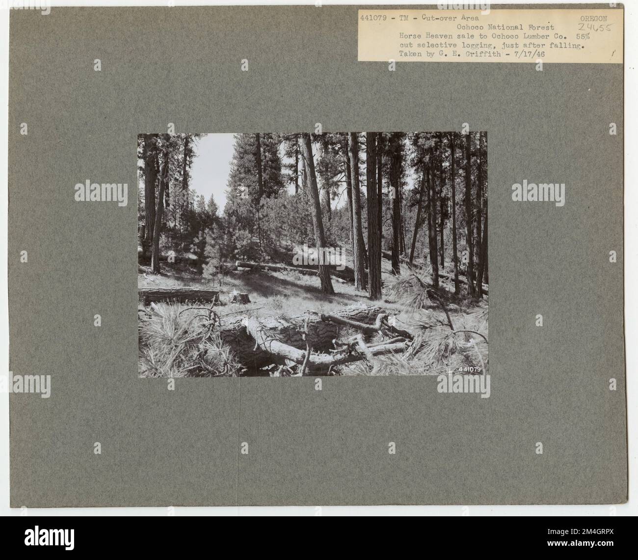 Timber Management - Partial Cutting - Oregon. Photographs Relating to ...