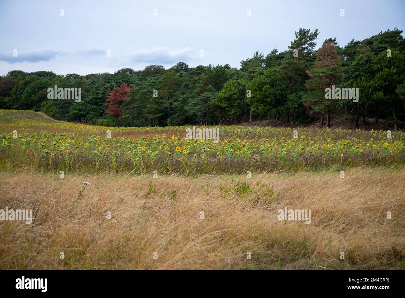 Tree row with a sunflower field in front of it Stock Photo - Alamy