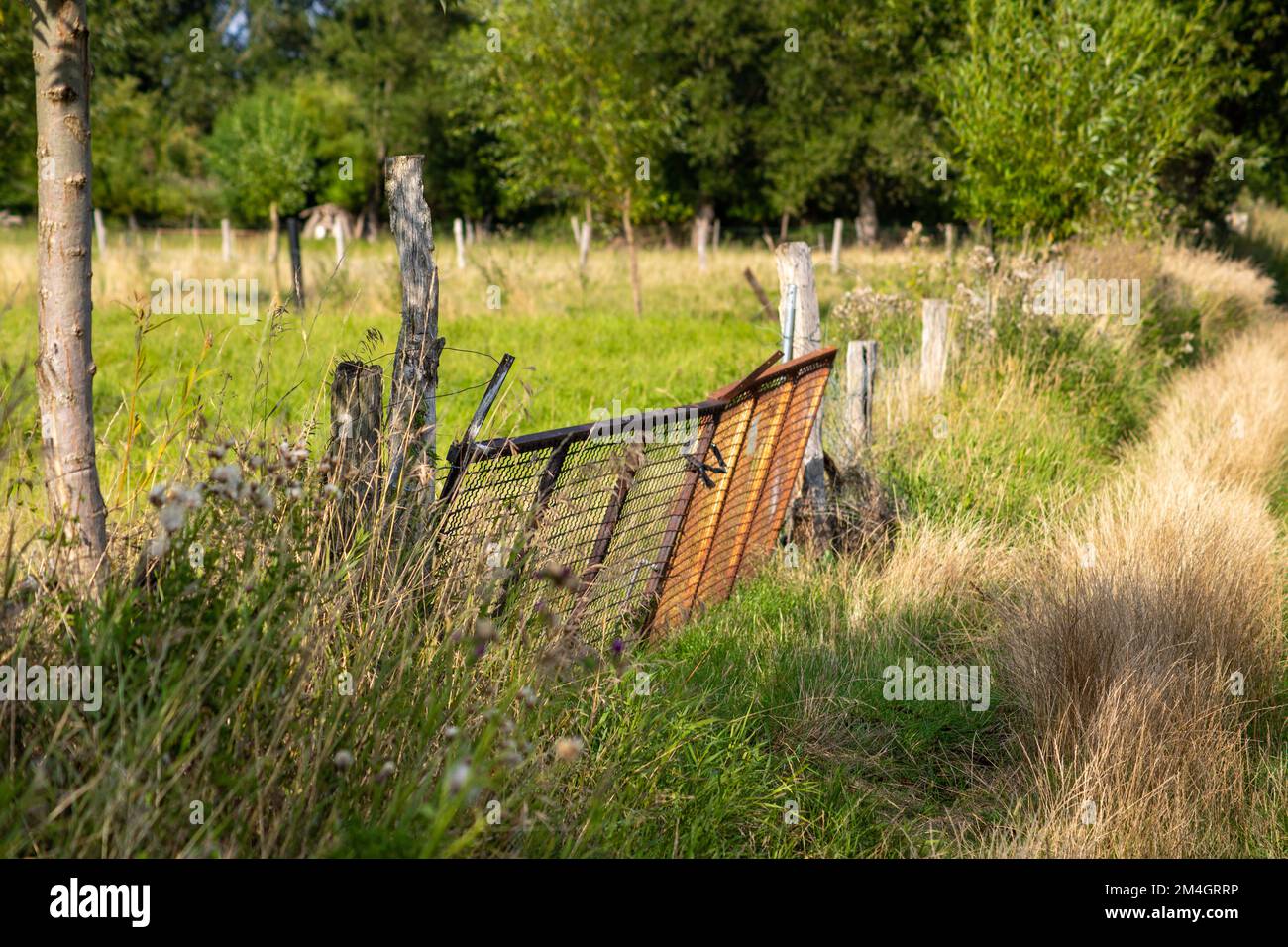 Rusted fence gate on a wild meadow Stock Photo - Alamy