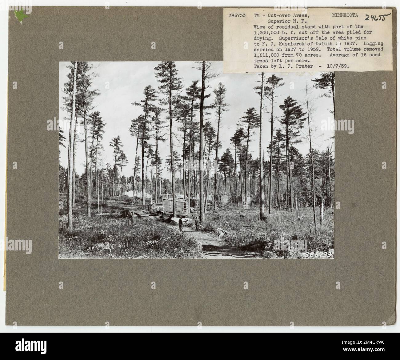 Timber Management - Partial Cutting - Minnesota. Photographs Relating ...