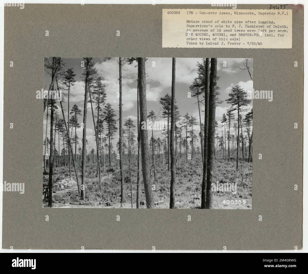 Timber Management - Partial Cutting - Minnesota. Photographs Relating ...