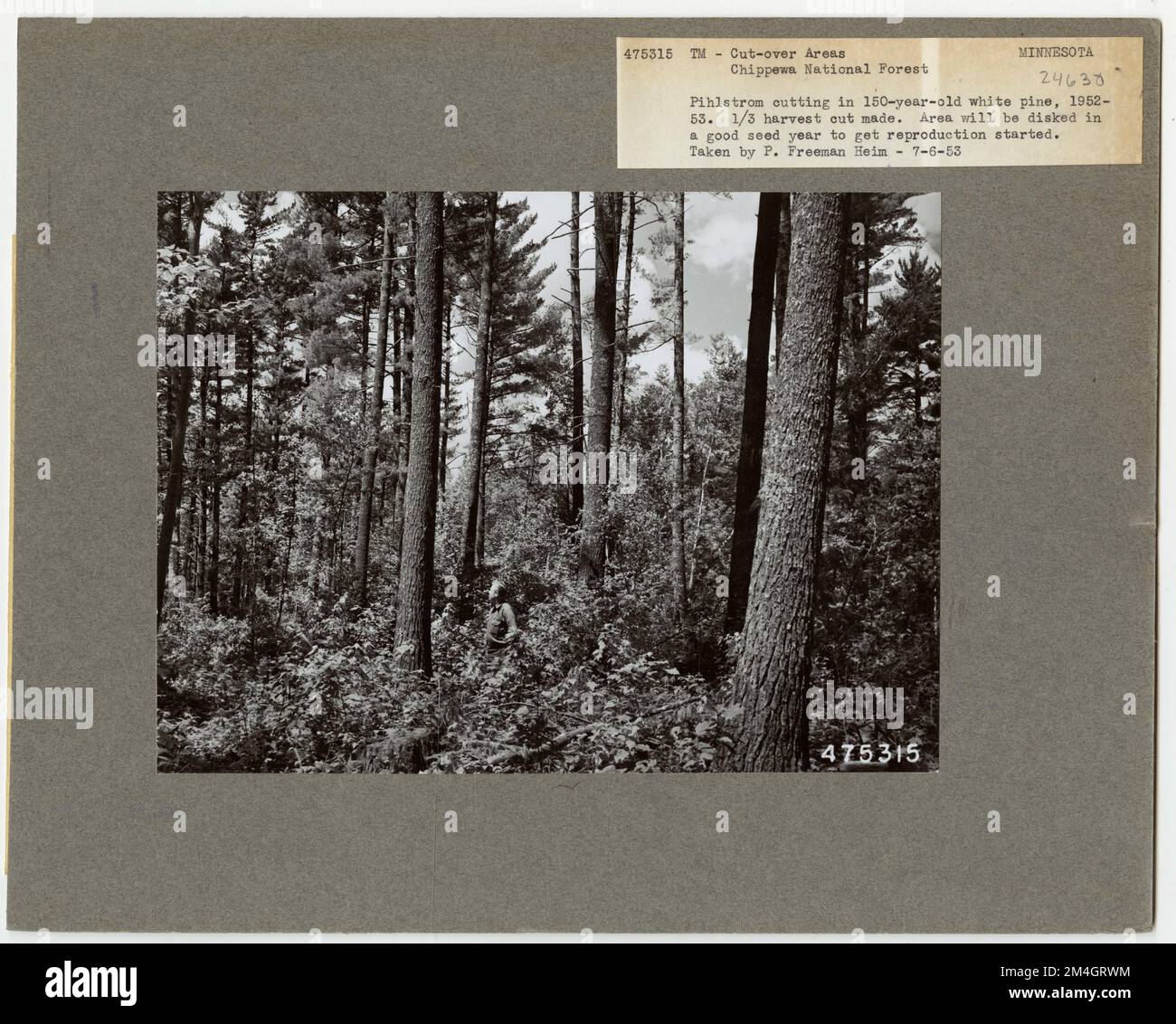 Timber Management - Partial Cutting - Minnesota. Photographs Relating ...