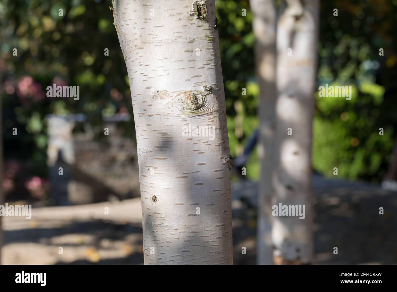 Close-up of white birch bark, interesting texture of the surface of the ...