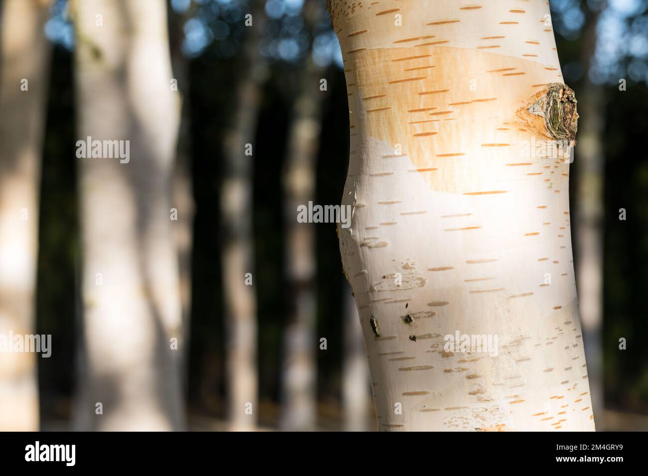 Young white paper birch tree hi-res stock photography and images - Alamy
