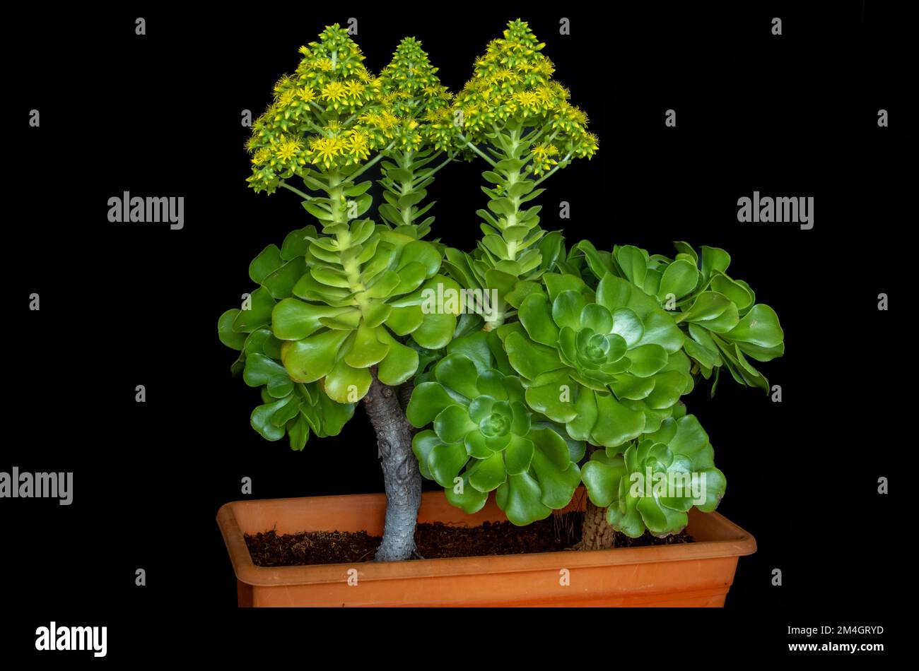 Racimo floral hi-res stock photography and images - Alamy