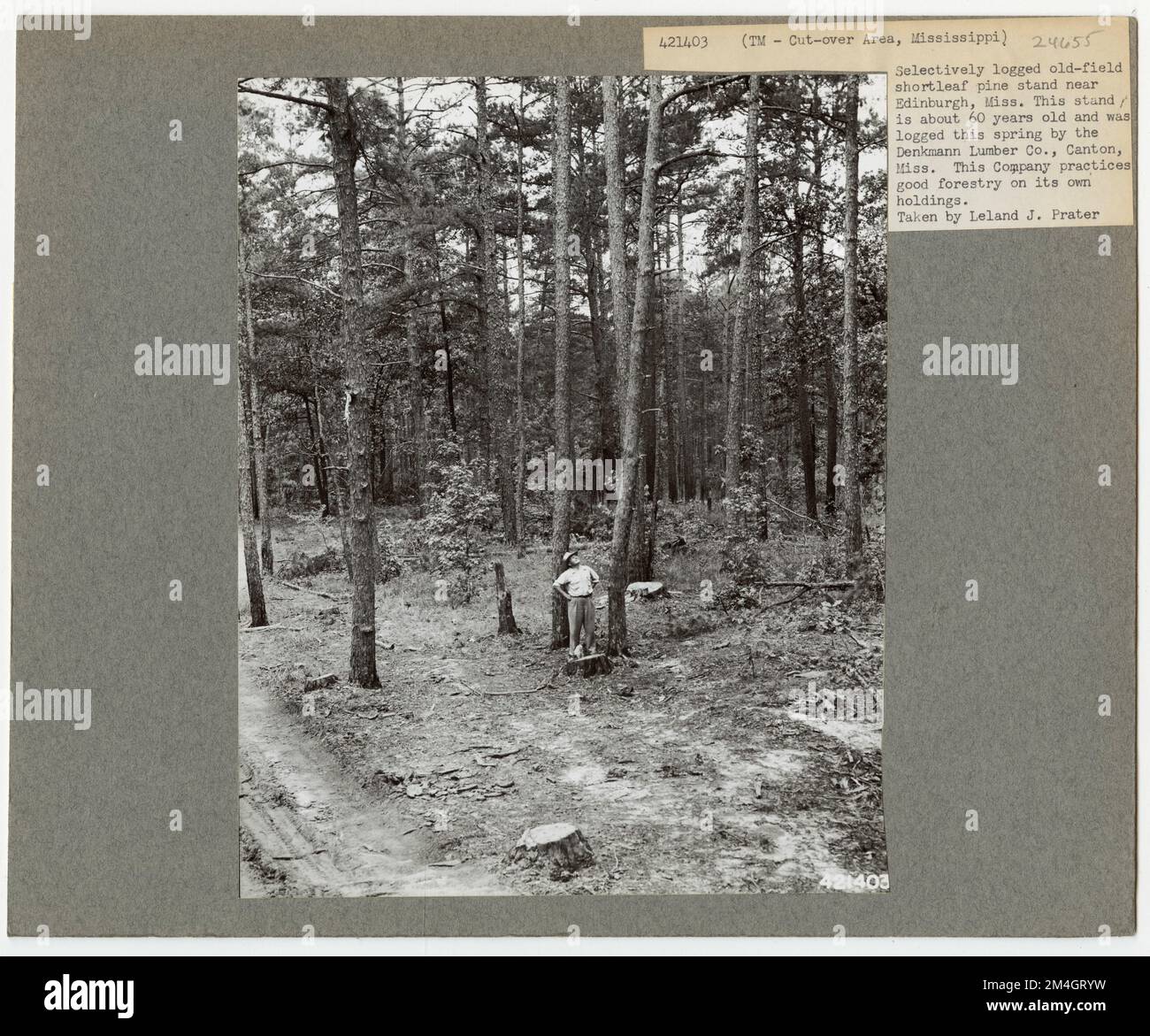 Timber Management - Partial Cutting - Mississippi. Photographs Relating ...