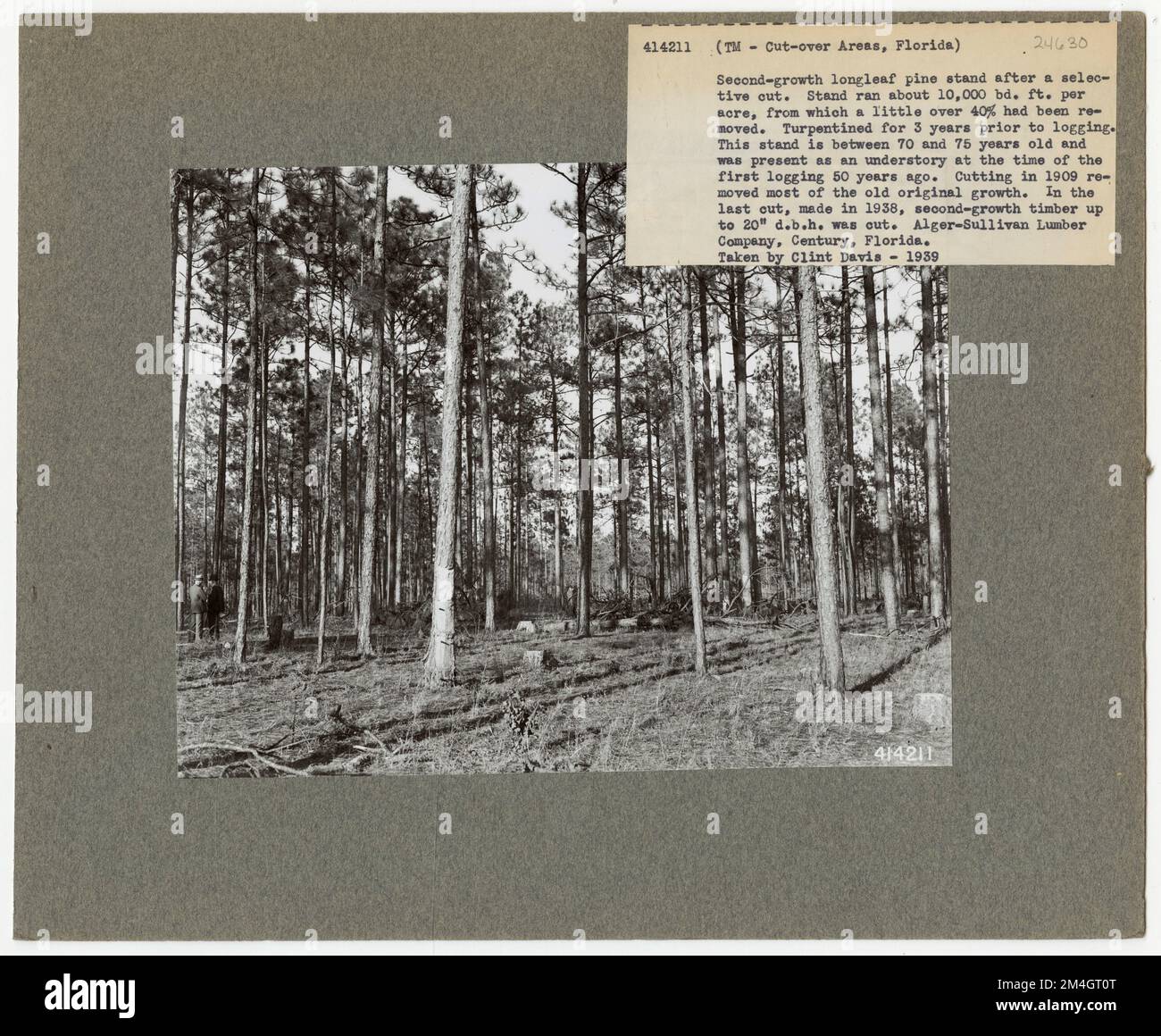 Timber Management - Partial Cutting - Florida. Photographs Relating to ...