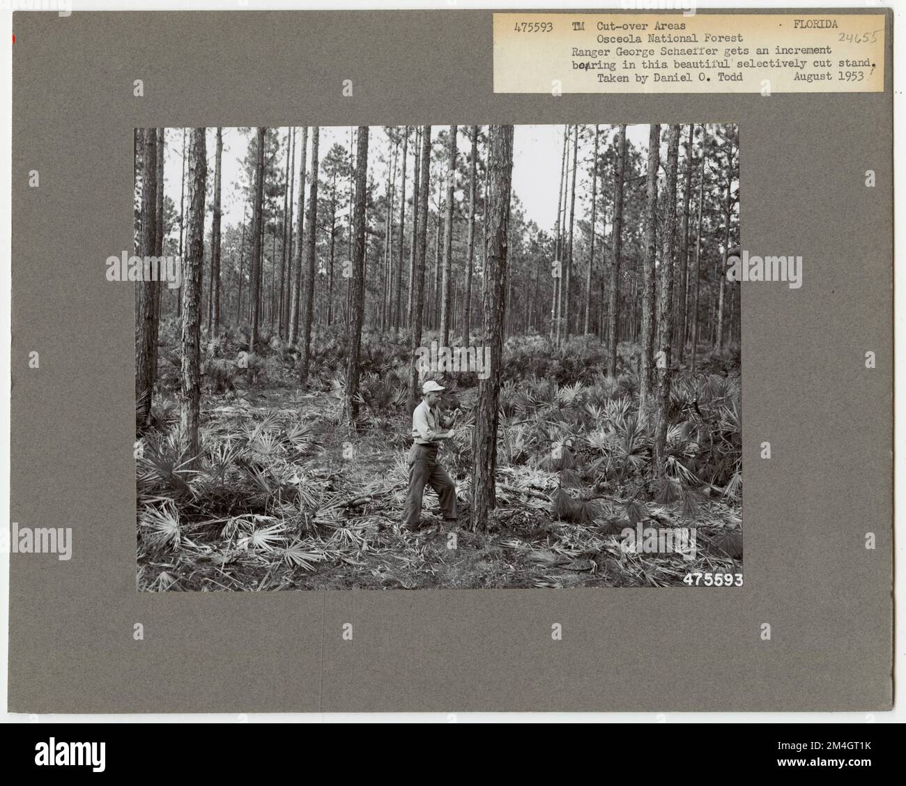 Timber Management - Partial Cutting - Florida. Photographs Relating to ...