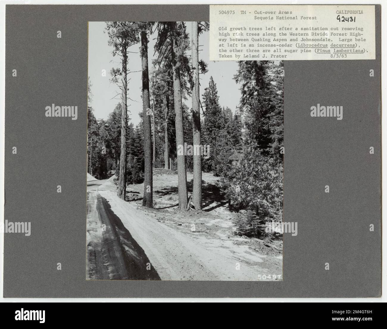 Timber Management - Partial Cutting - California. Photographs Relating ...